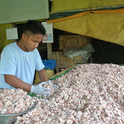 Cacao Fermentation | Chocs 'N Boxes Blog