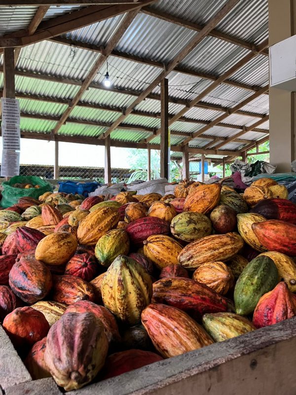 A Day in the Life of a Cacao Farmer: Pod Breaking and Fermentation ...