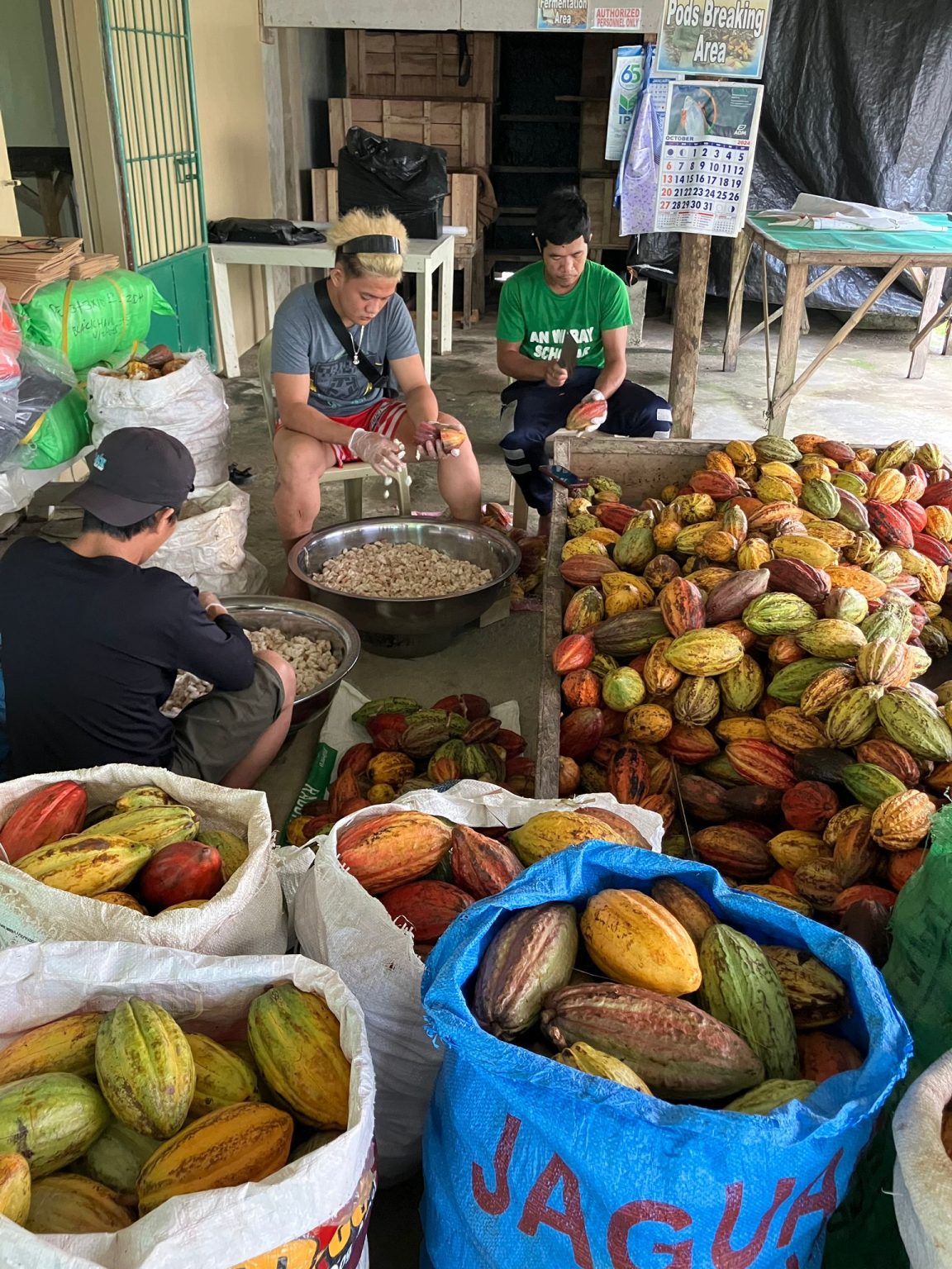A Day in the Life of a Cacao Farmer: Pod Breaking and Fermentation ...